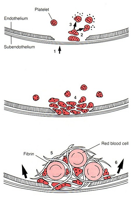 Tissue Interactions and Biocompatibility