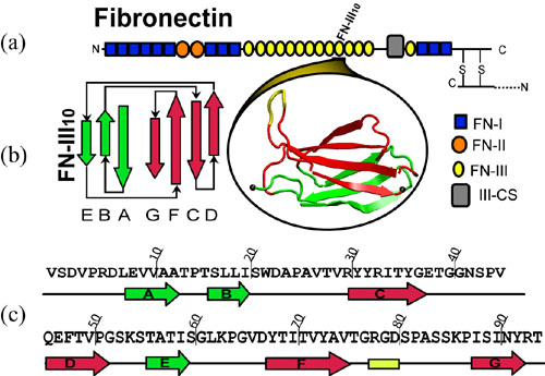 Tissue Interactions and Biocompatibility