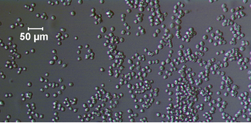 Dr Simon Webb - Webb Group Website - Vesicle Research