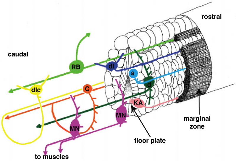 Dorey Lab