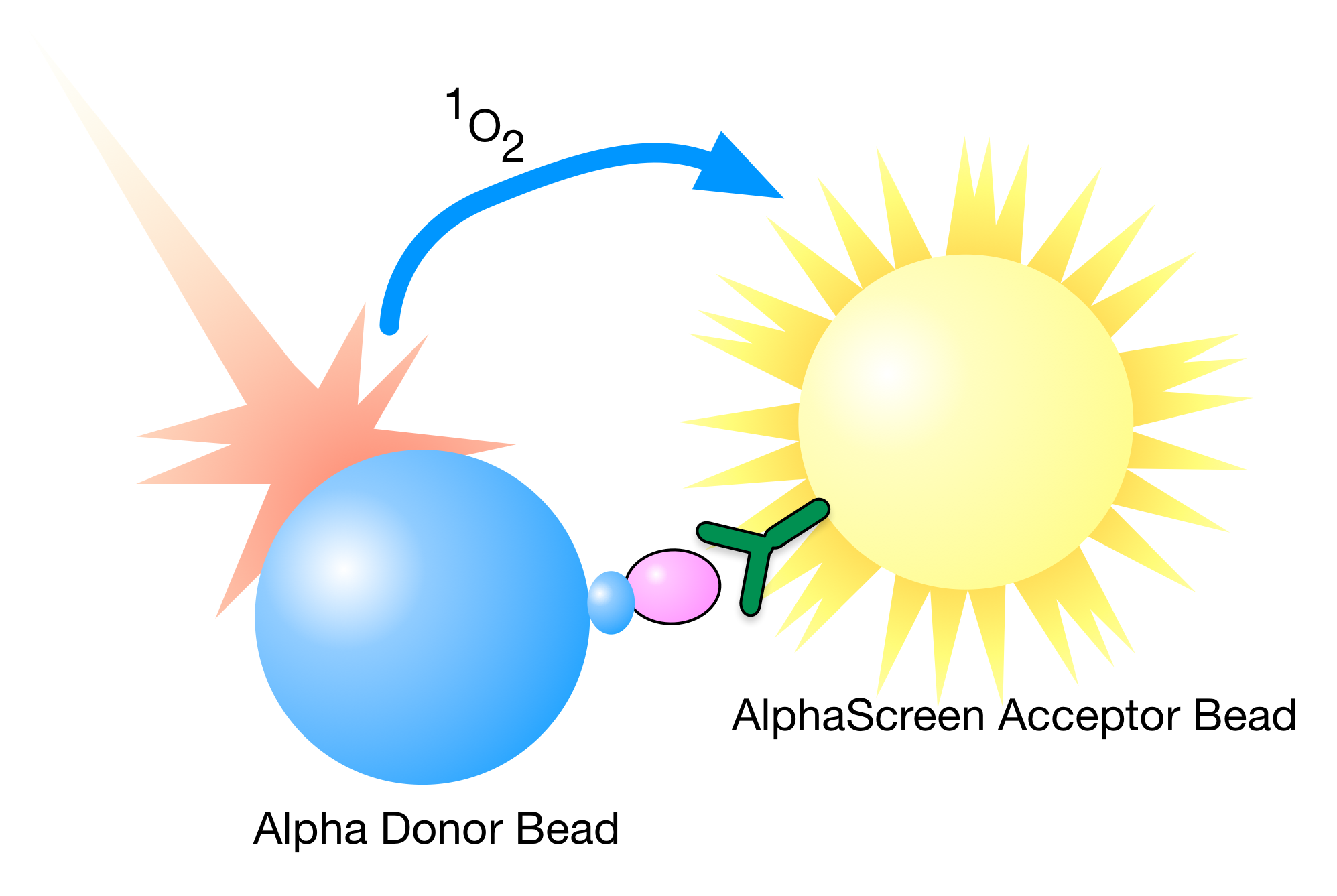 Pharmacology Teaching Material RJ Prince