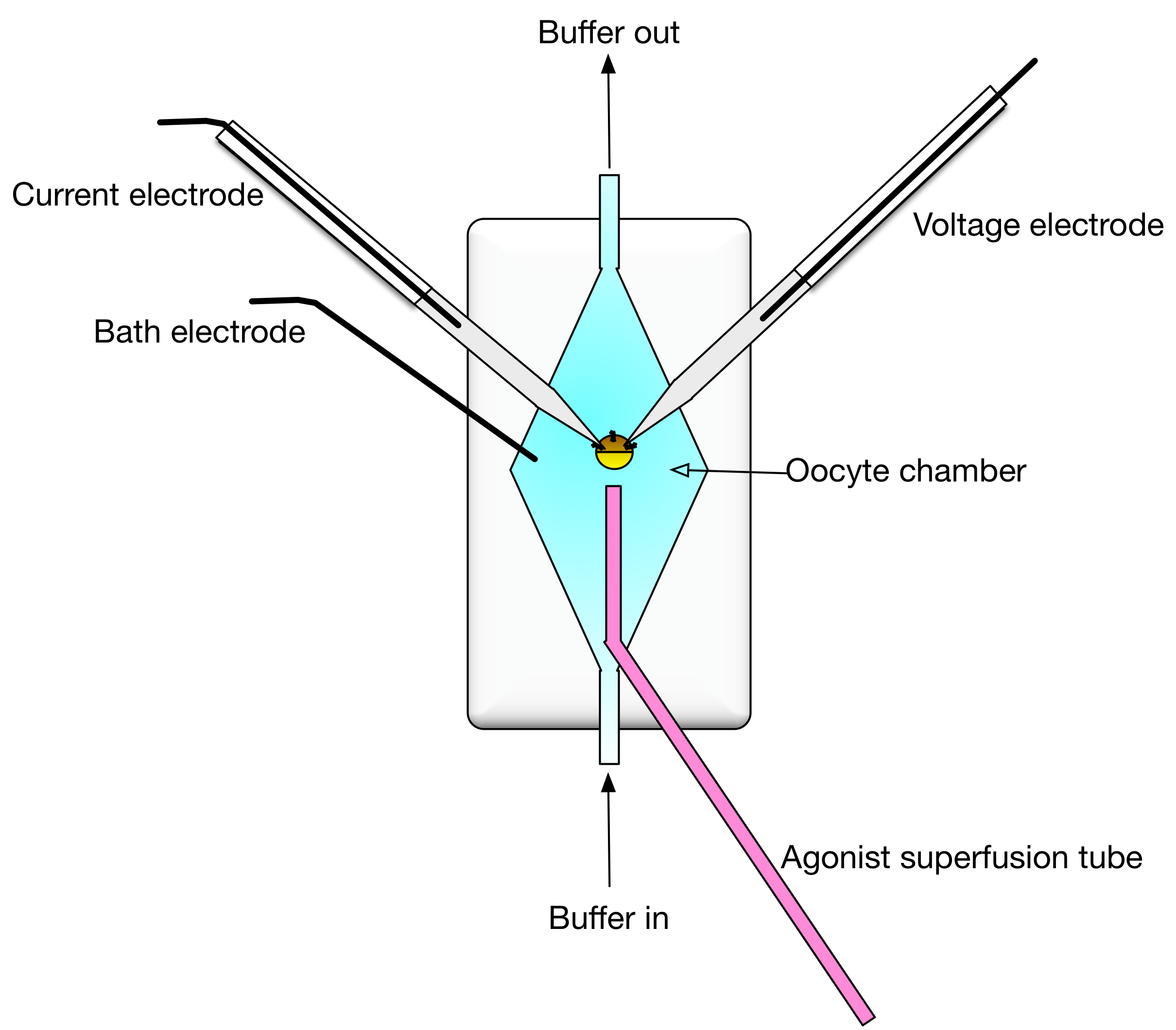Pharmacology Teaching Material RJ Prince
